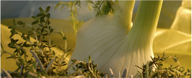 Entirely edible, sweet, aromatic fennel | Welcome to Lindos Group of ...